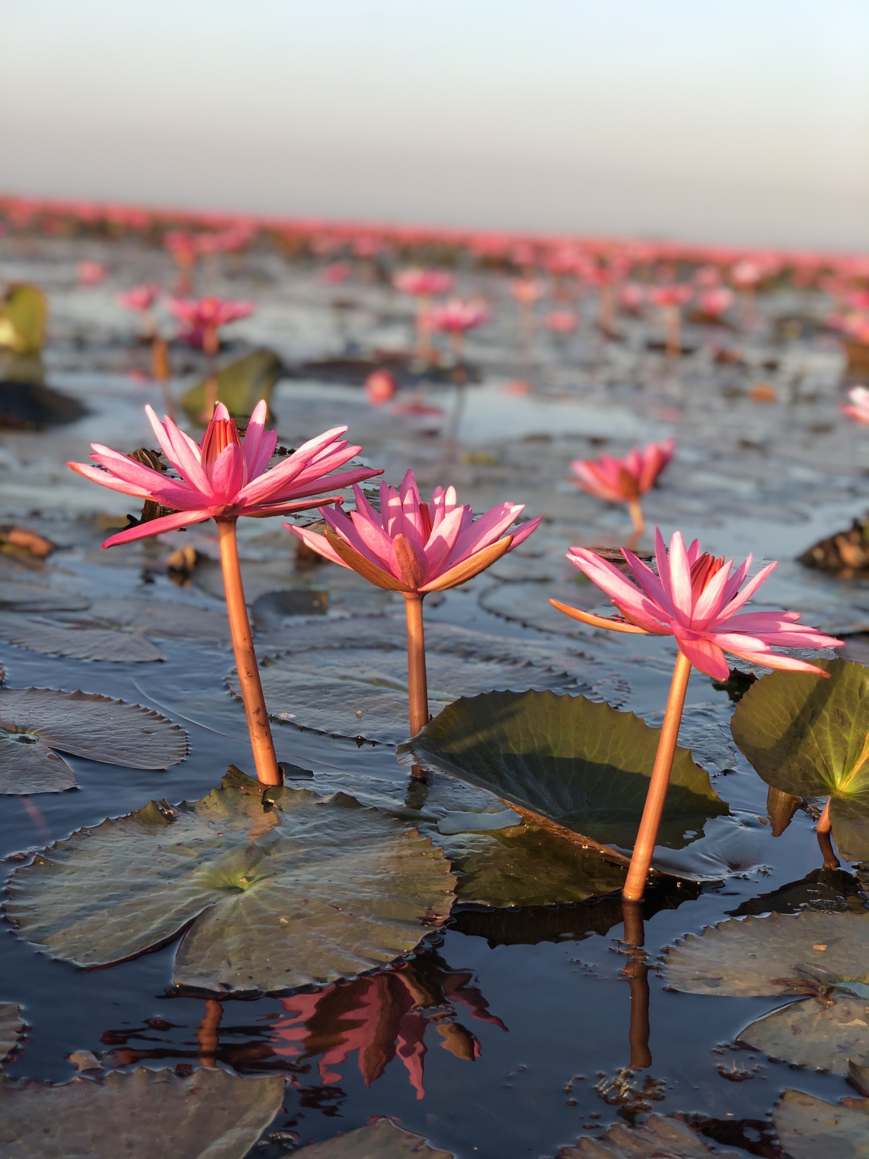 Visit Kumphawapi: 2021 Travel Guide for Kumphawapi, Udon Thani Province ...