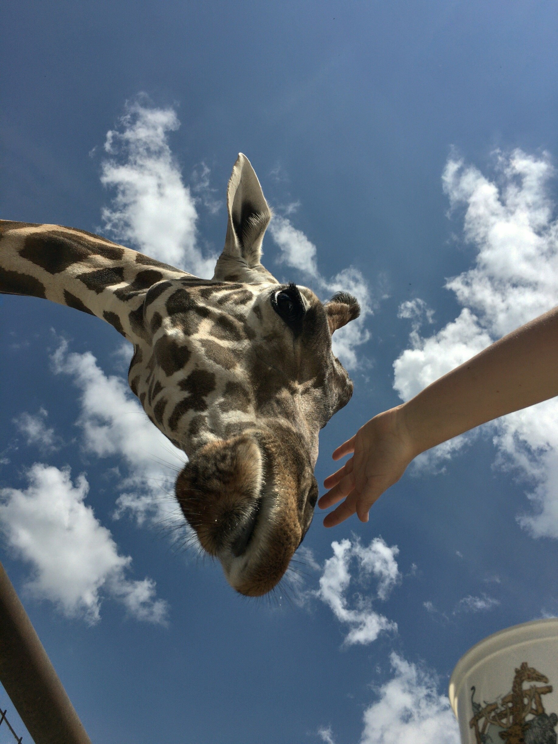 Visit Lazy 5 Ranch in Charlotte | Expedia