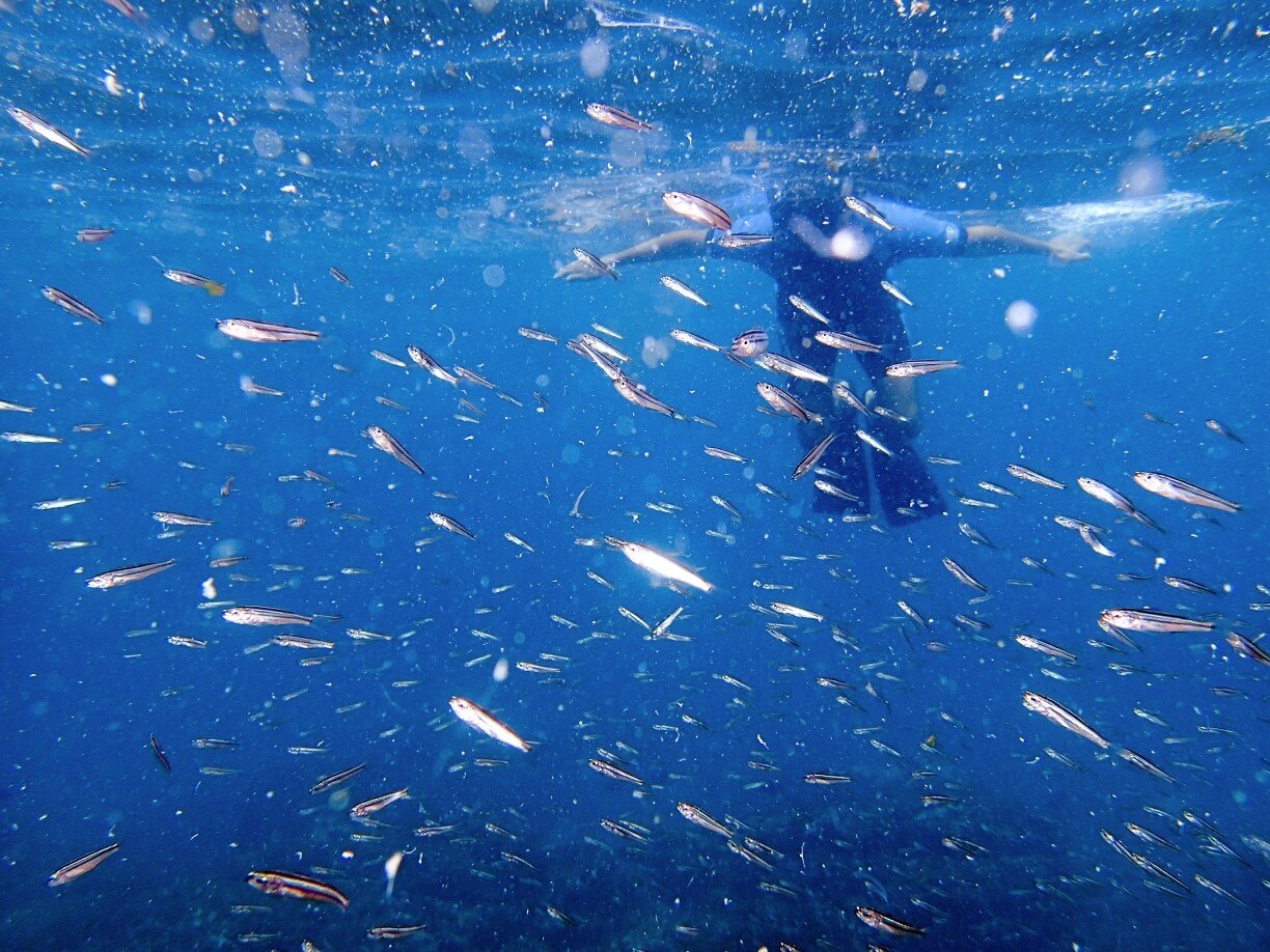 Bezoek Isla Fernandina: Het beste van reizen naar Isla Fernandina ...