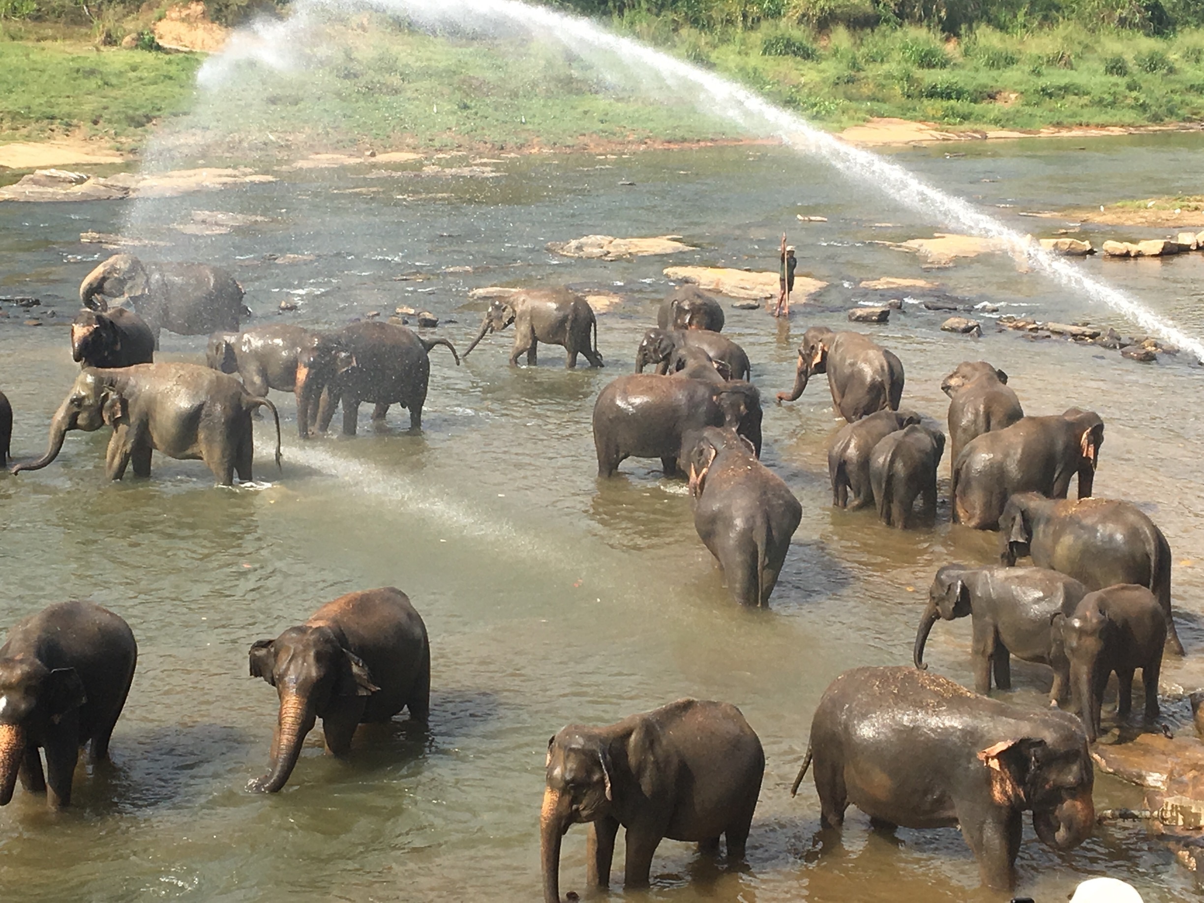 Pinnawala Elephant Ride