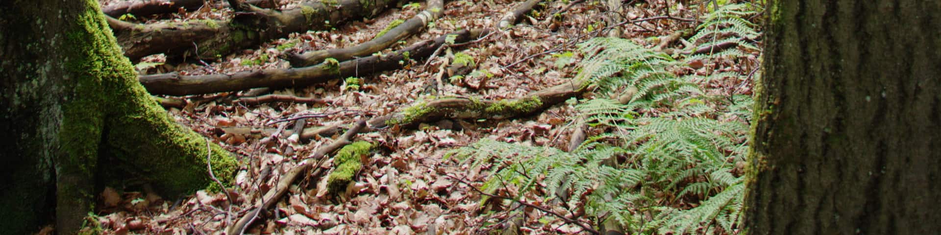 Schotten, Hessen, Alemanha