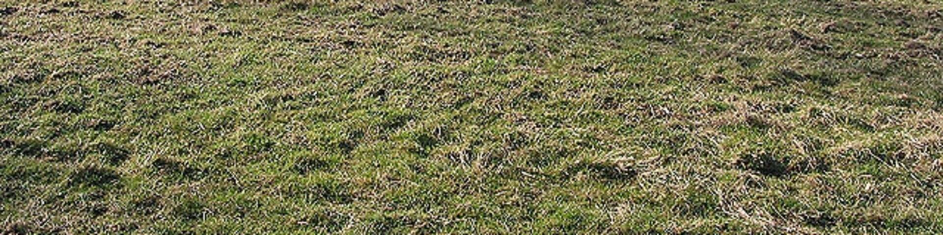 Hartpury, Gloucester, Inglaterra, Reino Unido