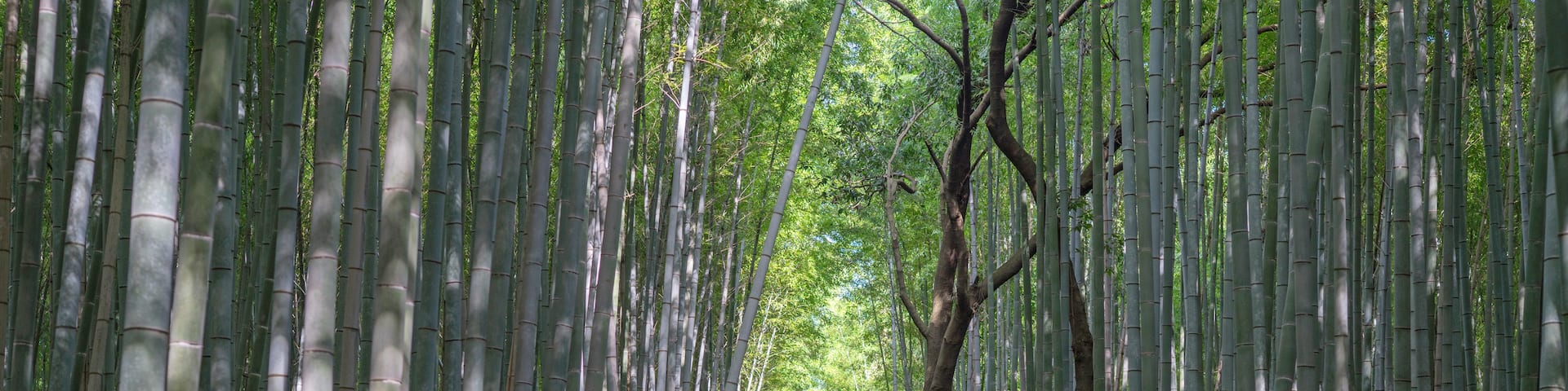 Ward de Ukyo, Kyoto, Kyoto (Câmara Municipal), Japão