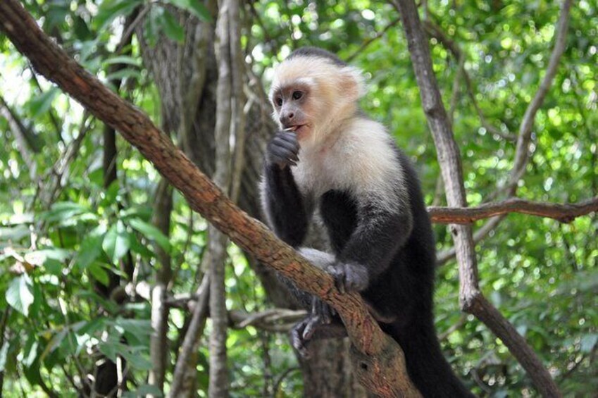 Roatan Island Tour & Daniel Johnson's Monkey and Sloth Hangout Tour