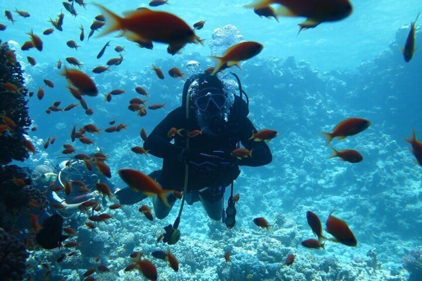 PADI Aware Fish Identification Specialty Course PADI Aware Fish Identification Specialty Course