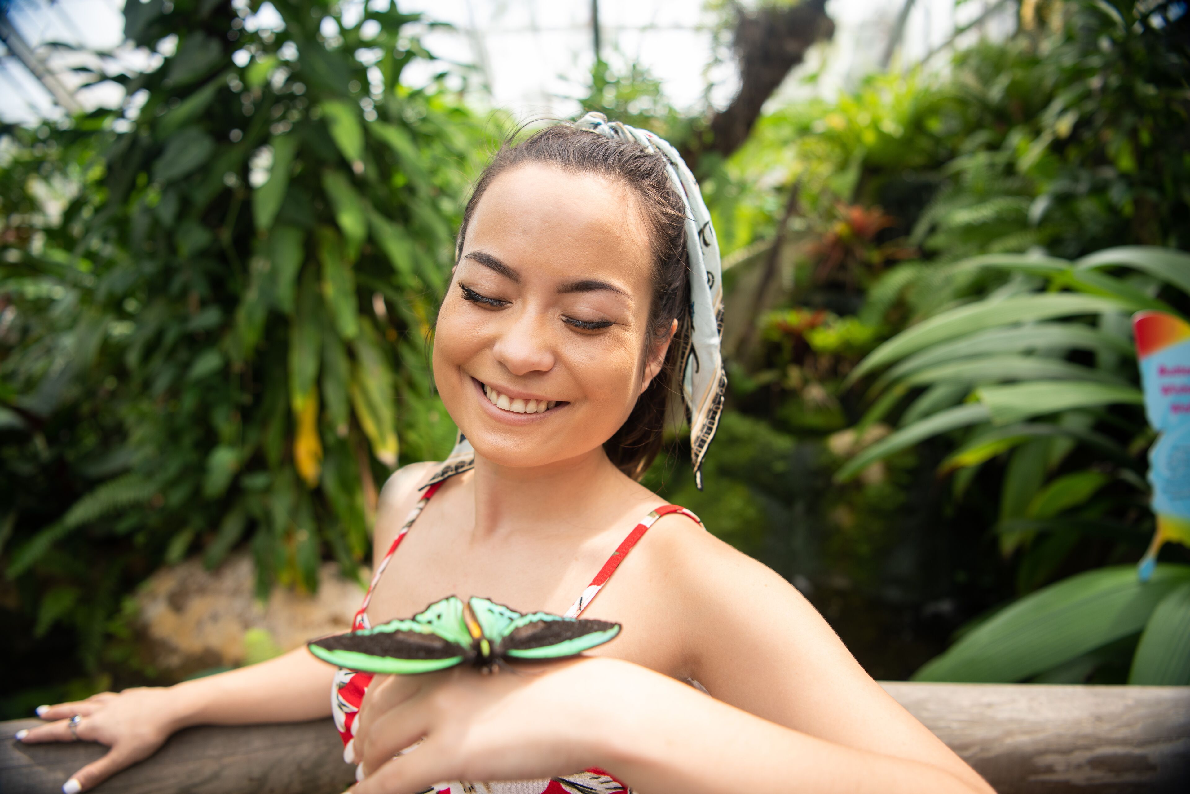 Rainforestation Nature Park Butterfly Sanctuary Kuranda Village RBB 