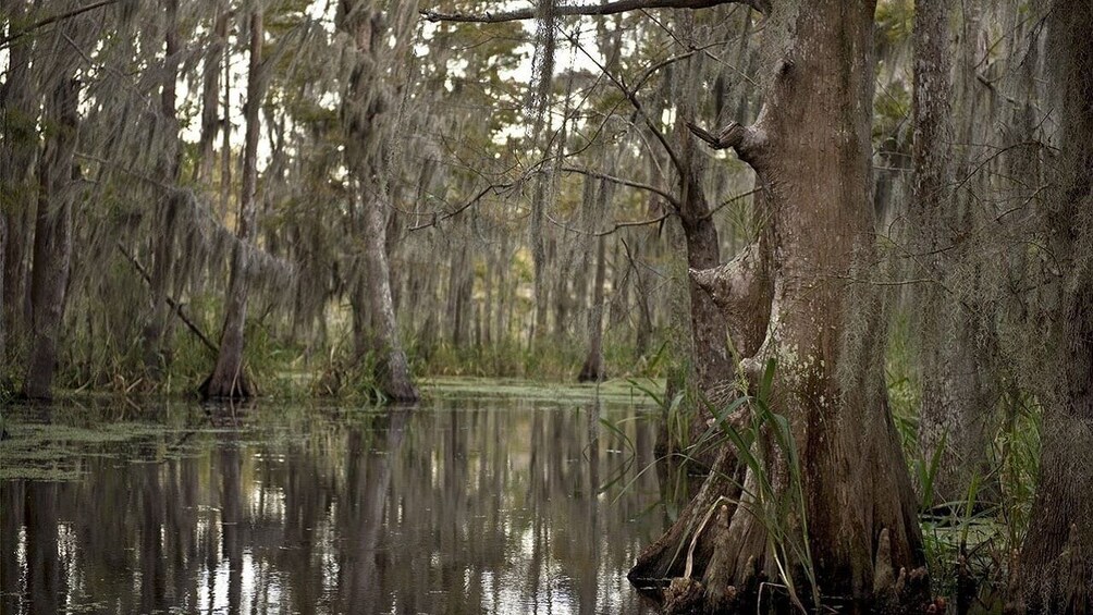 Guided Louisiana Swamp Tour