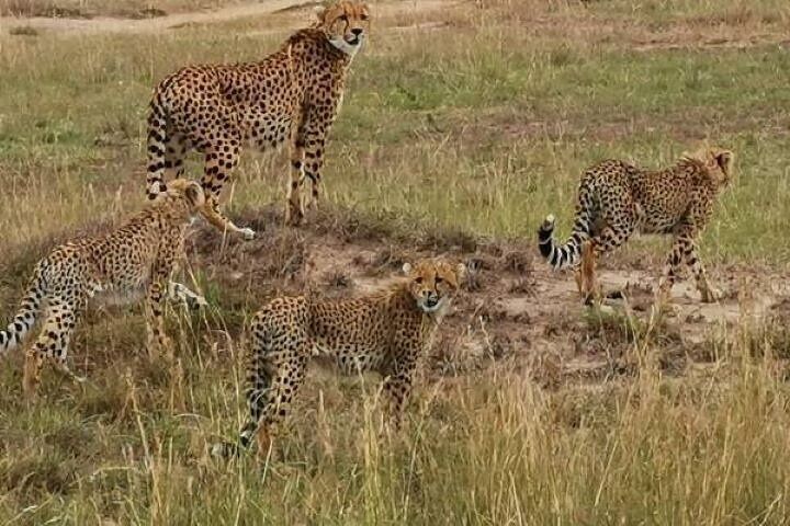 Safari to Amboseli National Park Group Day Tour