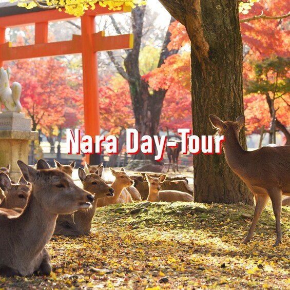 From Osaka: 10-hour Private Customised Tour to Nara