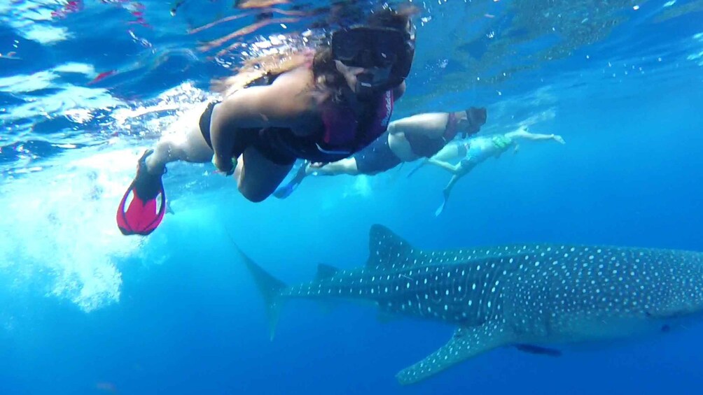 Playa del Carmen: Whale Shark Tour