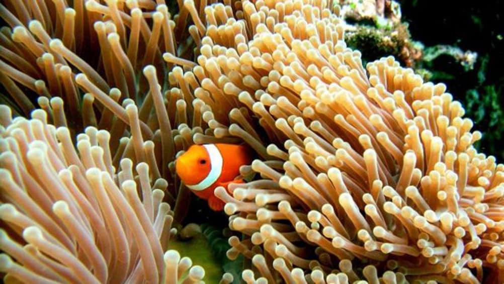 Bali Lovina and Menjangan Snorkeling Tour Bali Lovina and Menjangan Snorkeling Tour