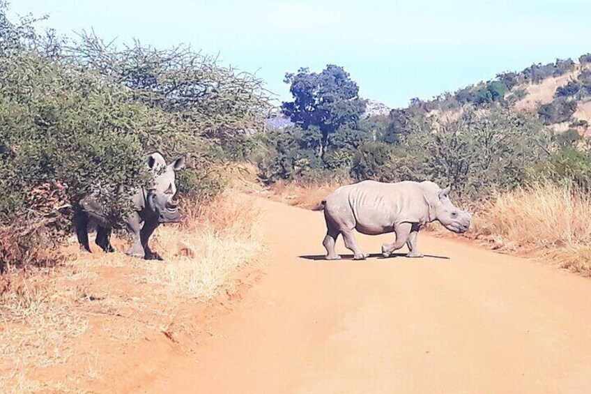 Pilanesberg national park day tour
