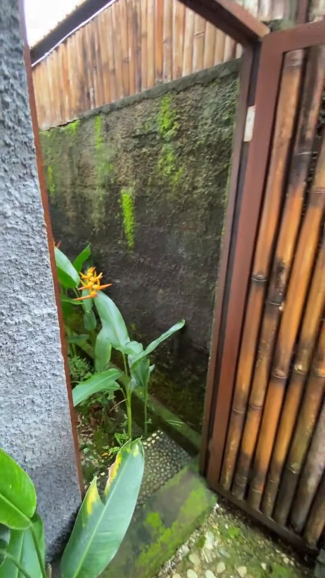 Vídeo do criador